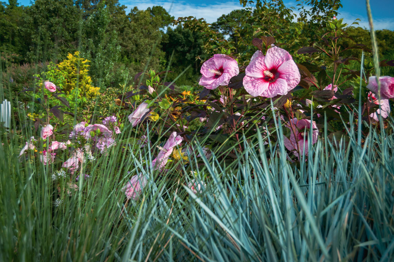 Specialty Garden Planting, Columbia, SC | Bare Roots Gardening