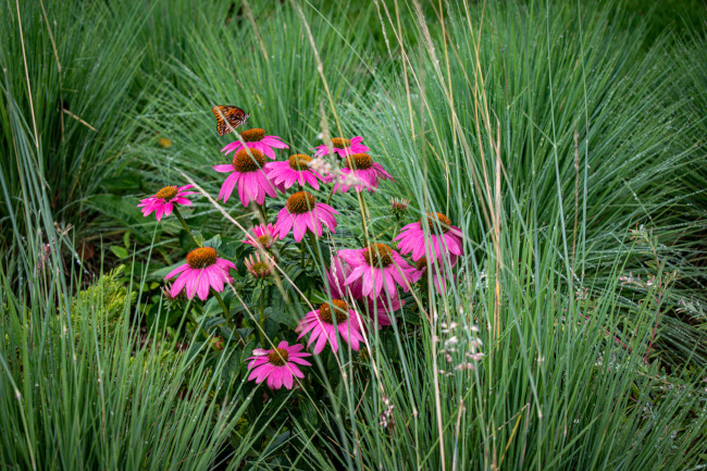 Garden Landscape Design, Columbia, SC | Bare Roots Gardening