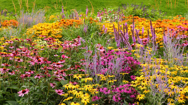 Wildflower Landscaping, Columbia, SC | Bare Roots Gardening